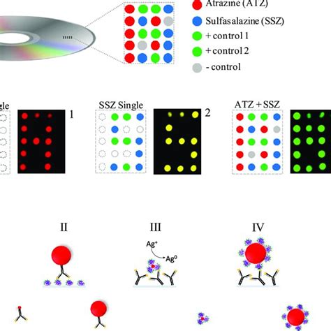a scheme of the microarray layout the disk holds 68 arrays of 4 Â 5