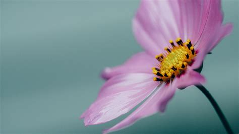 Обои цветок розовый цветок цветочный 1920x1080 Full Hd от Bradeya картинки на рабочий стол Fonwall