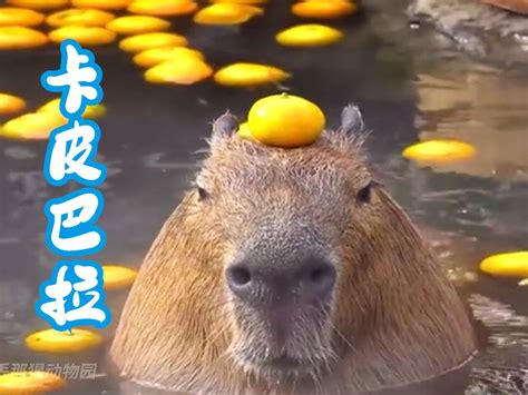 卡皮巴拉：活着挺好，死了也还行 2233娘爱你们哟 默认收藏夹 哔哩哔哩视频