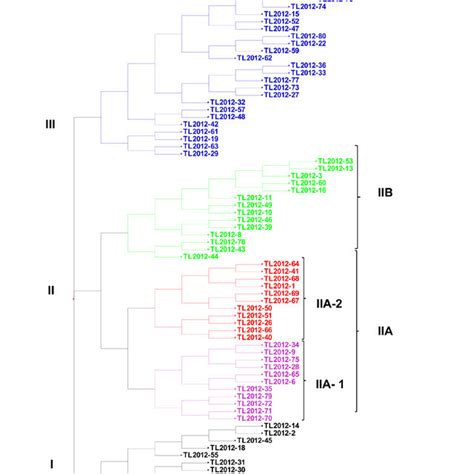 Dendrogram Showing The Genetic Relationship Of 79 Maize Inbred Lines