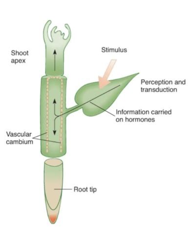 Plant Science Final Exam Growth Flashcards Quizlet