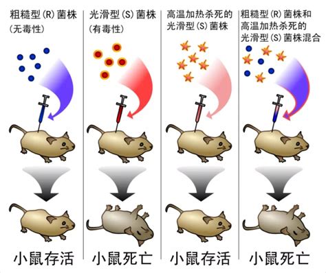 肺炎，与人类生命科学史上最伟大的突破 实验
