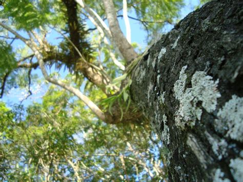 Angular Tree Free Photo Download FreeImages