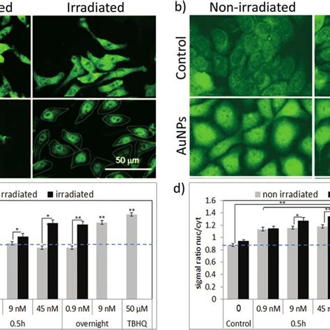 Nrf2 Translocation 6 H After Led Irradiation Of Cells Treated With 5 Nm Download Scientific