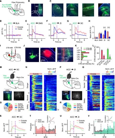 Distinct Circuits In Anterior Cingulate Cortex Encode Safety Assessment