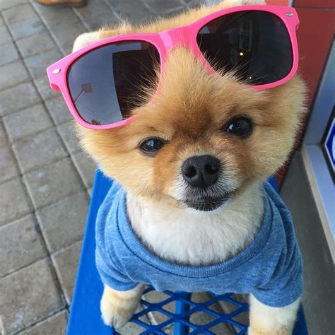 Meet Jiffpom The Most Famous Dog On Social Media Dog Wish