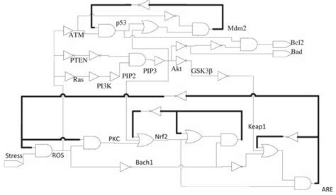 Boolean Network Modeling Of Fig 11 A Boolean Network Model Of The Download Scientific Diagram