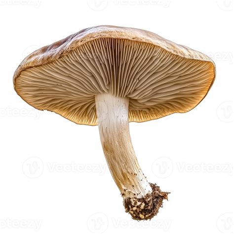 Mushroom Close Up Showing Gills And Stem 52649382 Png