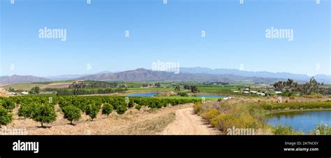 Panorama View Of Vineyards And Citrus In The Robertson Wine Valley