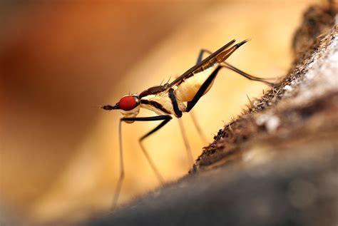 King Fisher My Latest Macro Flash Diffuser