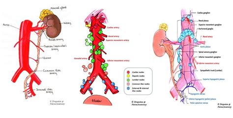 Pelvic Vascular Anatomy