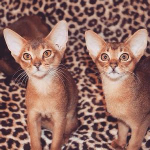 Osiris And Chatd Dor Abyssinians Registered Abyssinian Breeder