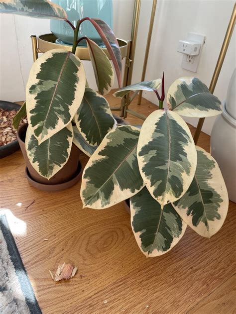 Propagation Successes And Failures Rficustrees