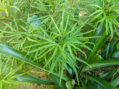 Premium Photo Close Up Of Osmoxylon Lineare