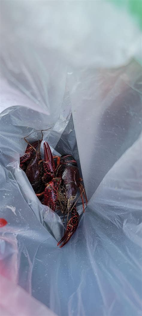 Help Sexing Crayfish They Came From A Food Market I Have Experience