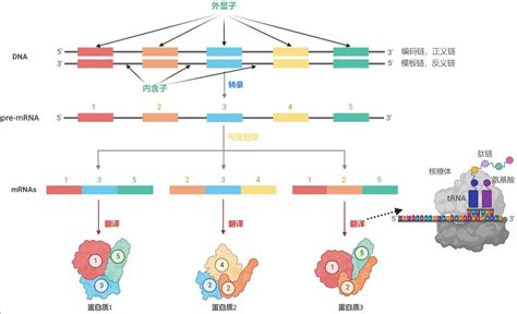 科普可变剪切 知乎
