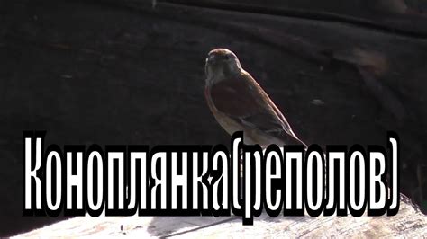 Коноплянка(реполов) клюёт семечки. Голос коноплянки. Птицы Сибири ...