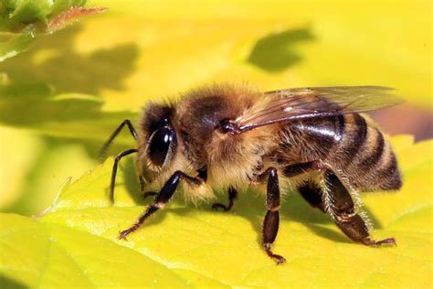 Do Male Honey Bees Die From Climaxing During Sex