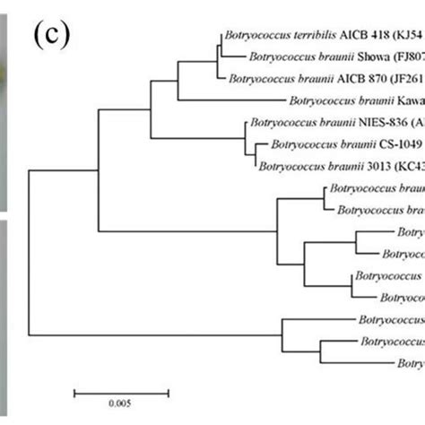 Cell Morphology Of Botryococcus Braunii Scs 1905 Ab And The