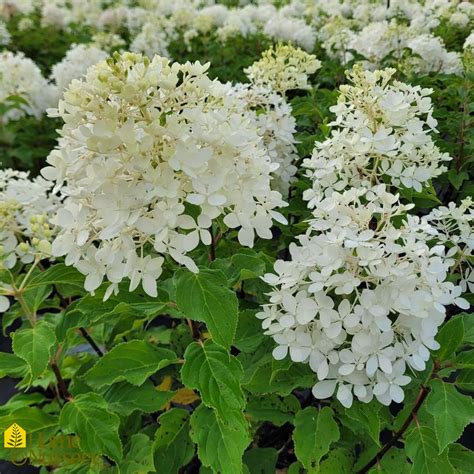 Hydrangea Paniculata Puffer Fish™ Panicle Hydrangea From Home Nursery