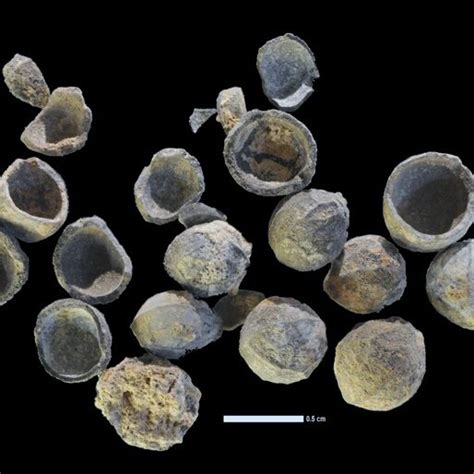 A Selection Of Nassarius Spp From The Mediterranean 1 N Gibbosulus