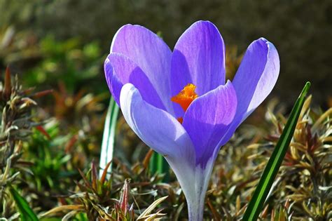 3 000 Free Wiosenny Krokus And Crocus Photos Pixabay