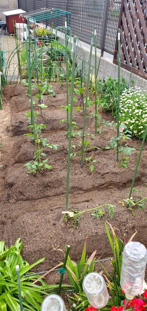 家庭菜園に苗を植える Oac（アウトドア・アミューズメント・クラブ）活動のブログ