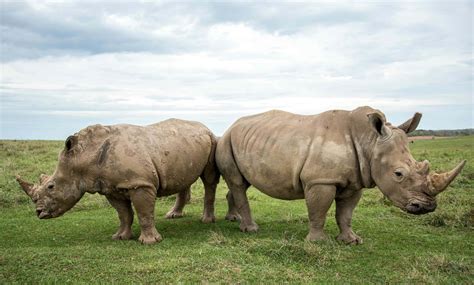 Download A Rhino In Its Natural Habitat