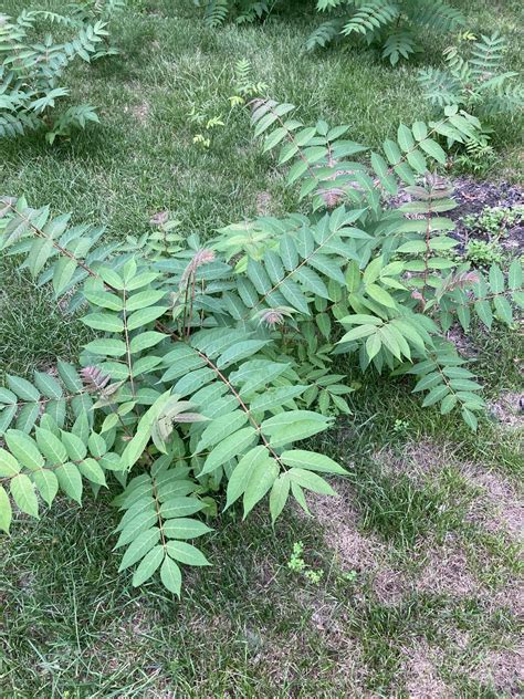 Is This Tree Of Heaven R Whatsthisplant