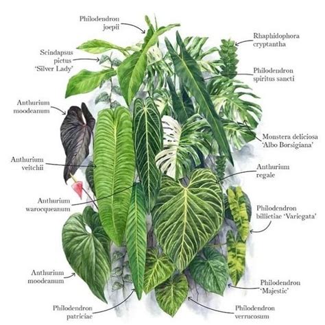 Guide To Aroid Species In Living Wall Painting