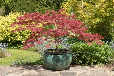 Best Trees To Grow In Pots Top Choices To Add Height To Your Garden Planters Gardeningetc