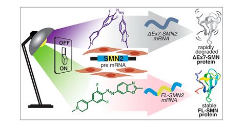 Reversible Control Of Rna Splicing By Photoswitchable Small Molecules