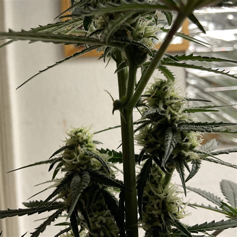 Is My Strawberry Banana Auto A Hermaphrodite Grow Question By Dakta
