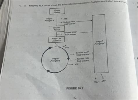 Figure 101 Below Shows The Schematic Representation Of Aerobic