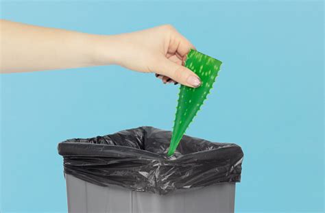 쓰레기통에 알로에 베라를 버리고 쓰레기통 앞에 알로에 잎을 들고 대체 의학 개념 파란색 배경에 회색 쓰레기통을 버린다 개념에