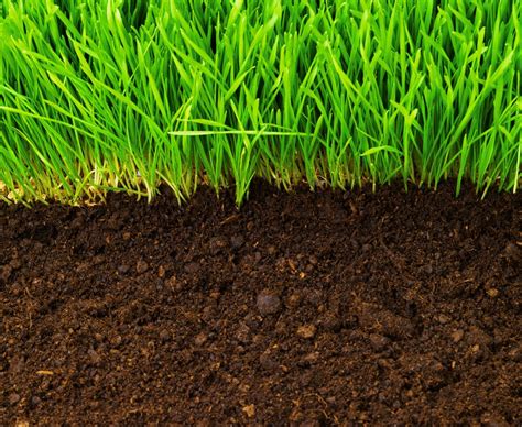 Soil Biology And Health Bioactive Soils