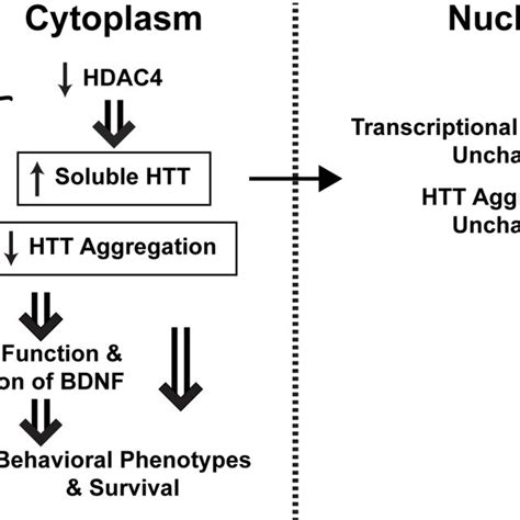 hdac4 acts in the cytoplasm of brain cells to exacerbate the