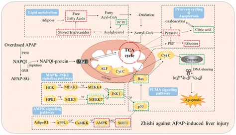 Zhishi Protects Against Liver Damage In APAP Induced Liver Injury Download Scientific Diagram