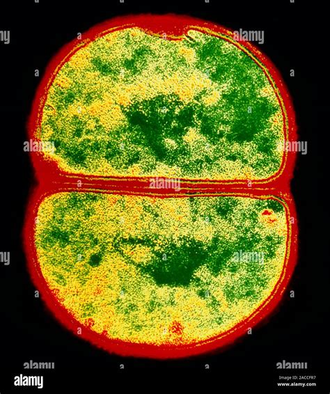 False Colour Transmission Electron Micrograph Of The Spherical Bacterium Staphylococcus Aureus