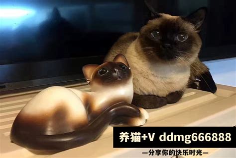 重点色短毛猫贵吗，重点色短毛猫和暹罗猫区别 知乎