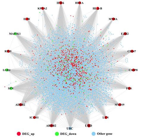 The Ppi Network Of Degs The Red And Green Circle Nodes Represent Up