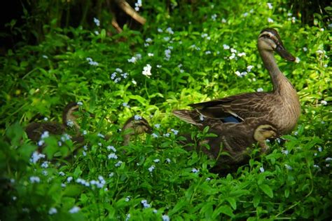 Pato Sobre Plantas Foto Premium