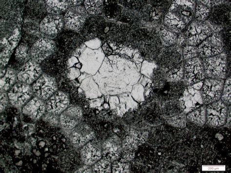 Woosters Fossils Of The Week “ghosts” In The Upper Ordovician Of Kentucky Wooster Geologists