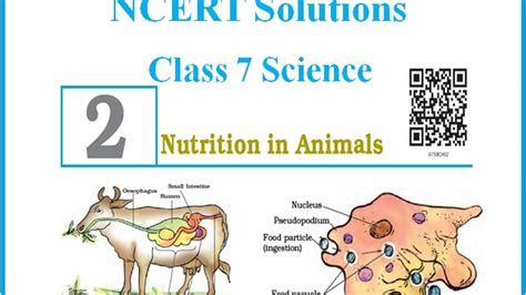 Ncert Solutions For Cbse Class 7 Science Chapter 2 Nutrition In Animals