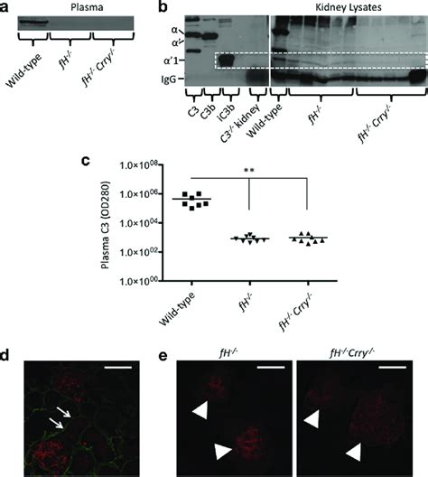 Complement Activation In Mice With Targeted Deletions Of The Genes Download Scientific