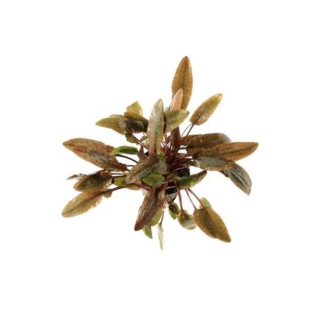 Cryptocoryne Wendtii Brown Low Demand Aquatic Plant 棕蕴蒂椒 Shrimpoly