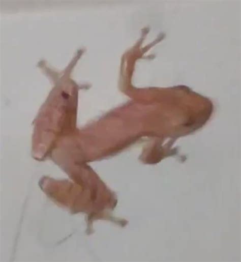 Frog Id Central Ky Rfrogs