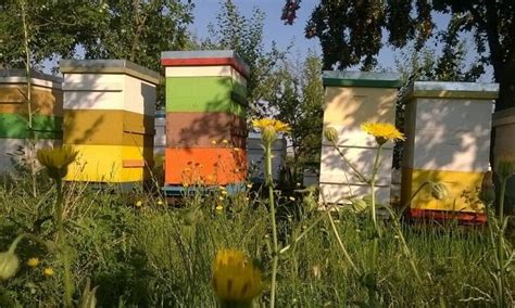 Stuparitul Cat Costa Si Cum Poti Incepe Cu Succes O Afacere Apicola