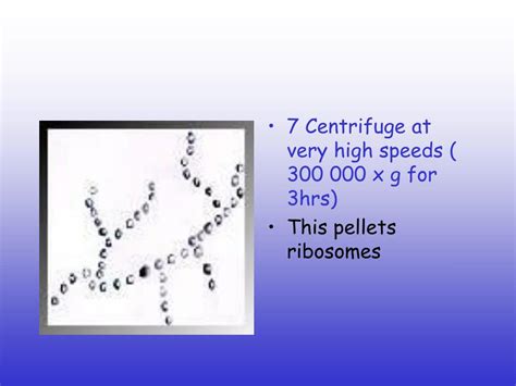 PPT Differential Centrifugation PowerPoint Presentation Free Download ID