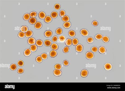 Staphylococci Staphylococcus Pyogenes Aureus Bacteria Responsible For Food Poisoning